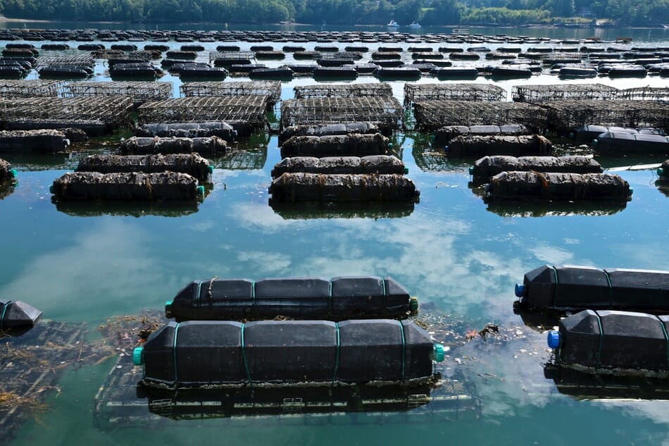 MIT designs autonomous robot for oyster industry | The Fish Site