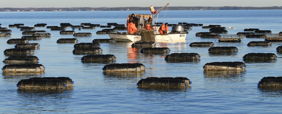 TNC seeks to identify innovative sustainable aquaculture companies ...