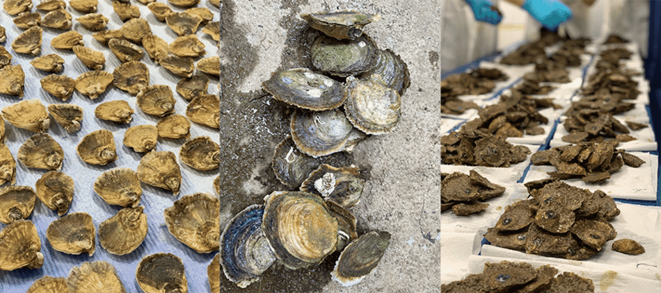 Using genetics to unlock the growth potential in oysters | The Fish Site