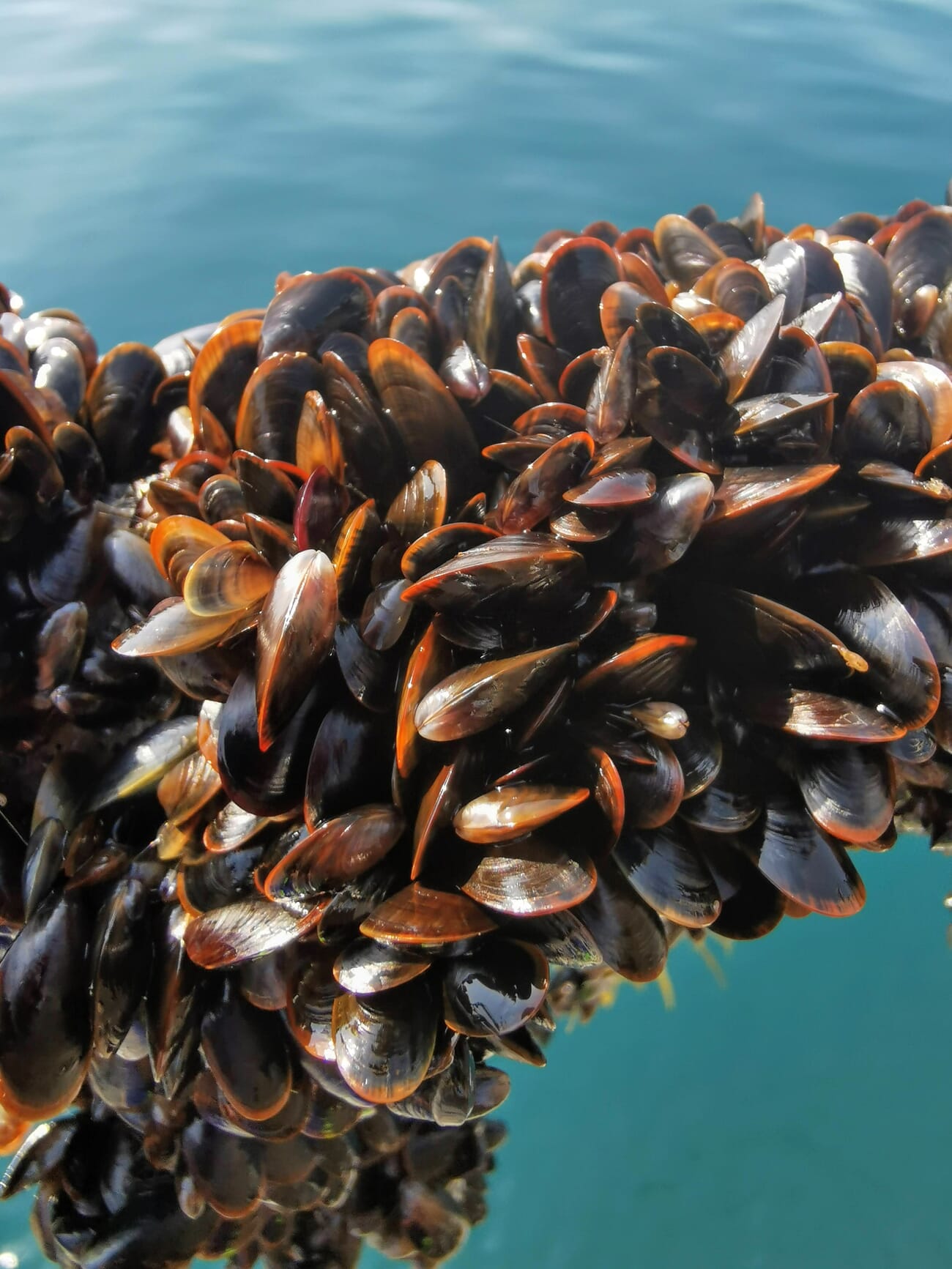 Can bivalve aquaculture prevent the “widespread institutional failure ...