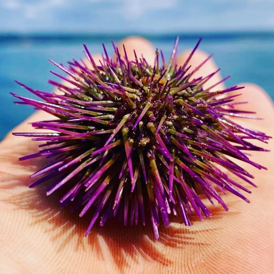 Restorative aquaculture: Offshore Shellfish | The Fish Site