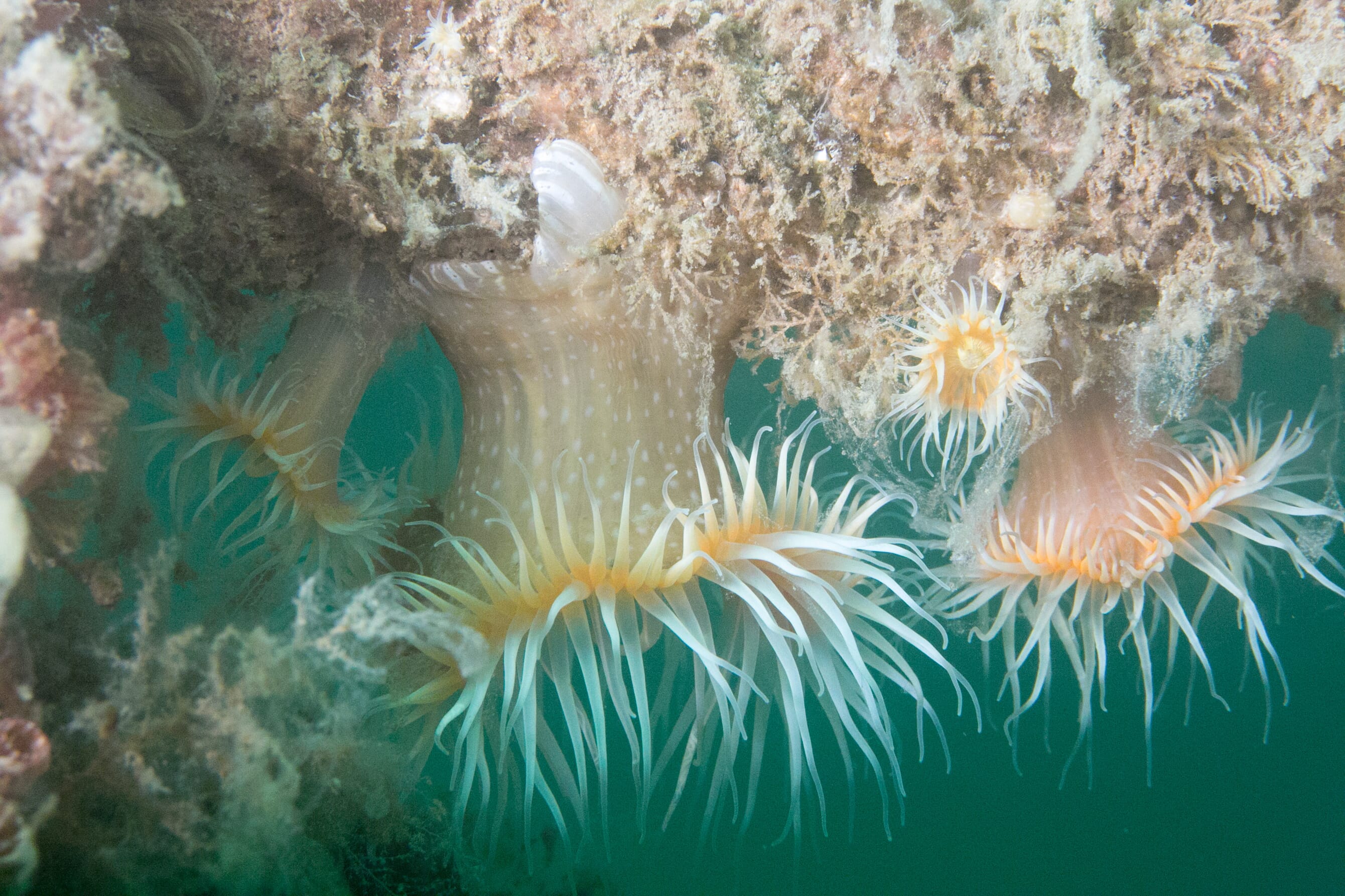 Mussel farming: a source of sustainable protein that promotes ...