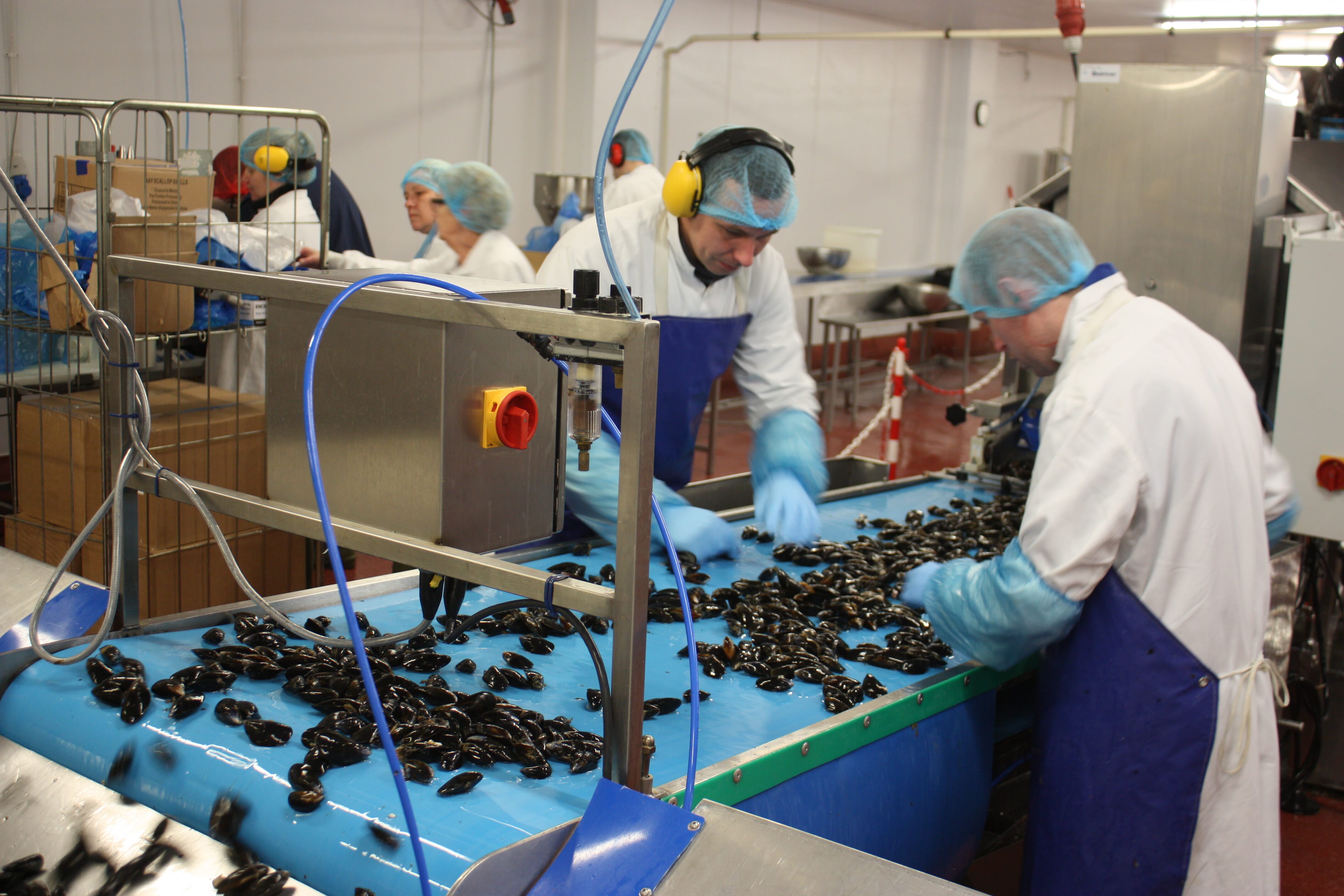 Brexit threatens Scottish seafood processing sector | The Fish Site