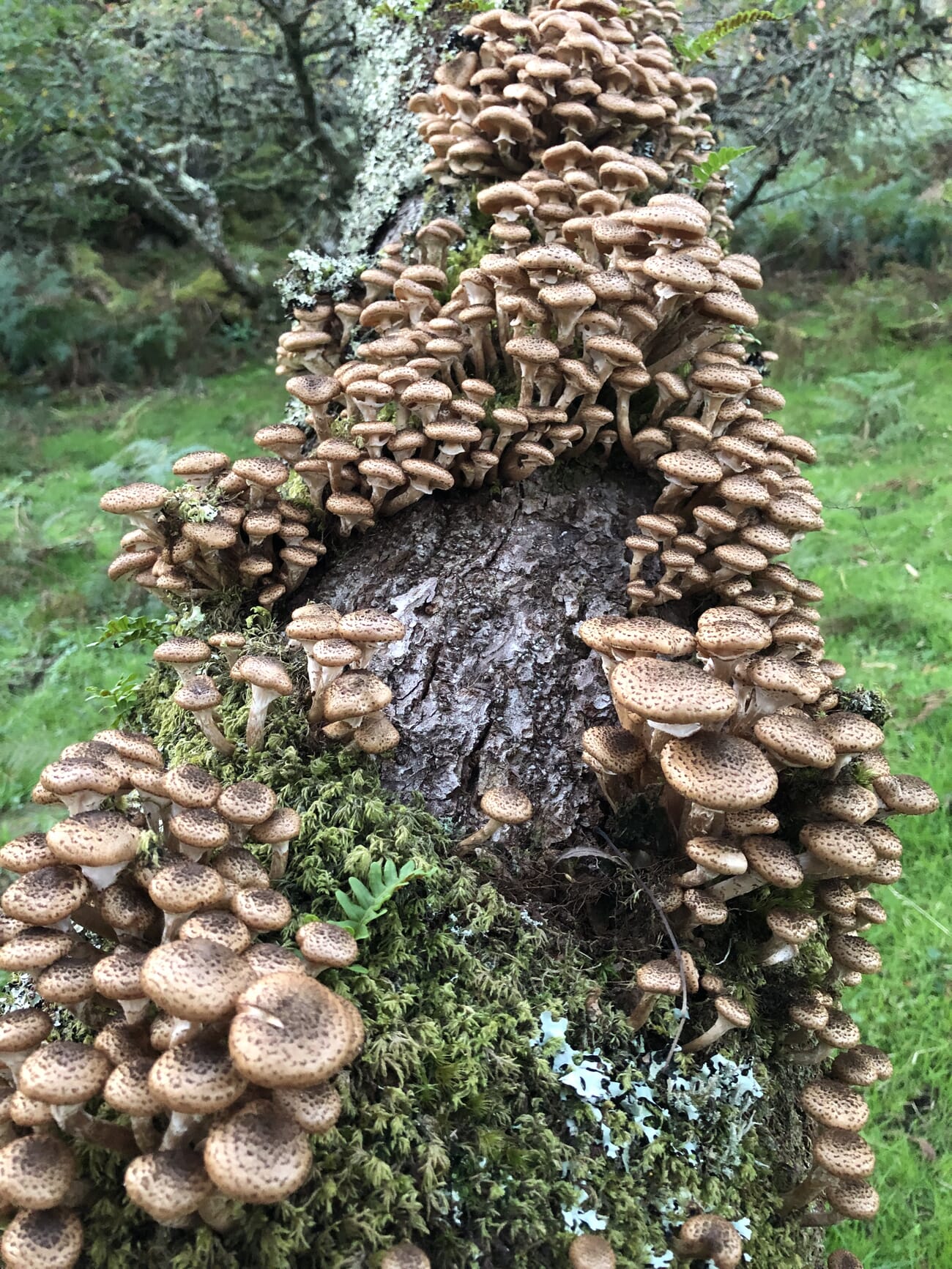 Shellfish motivation: the climate crisis could be solved with seas, not ...