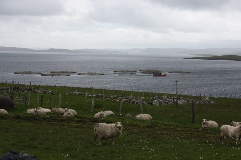 From small fry to big fish: the end of salmon crofting in Shetland ...