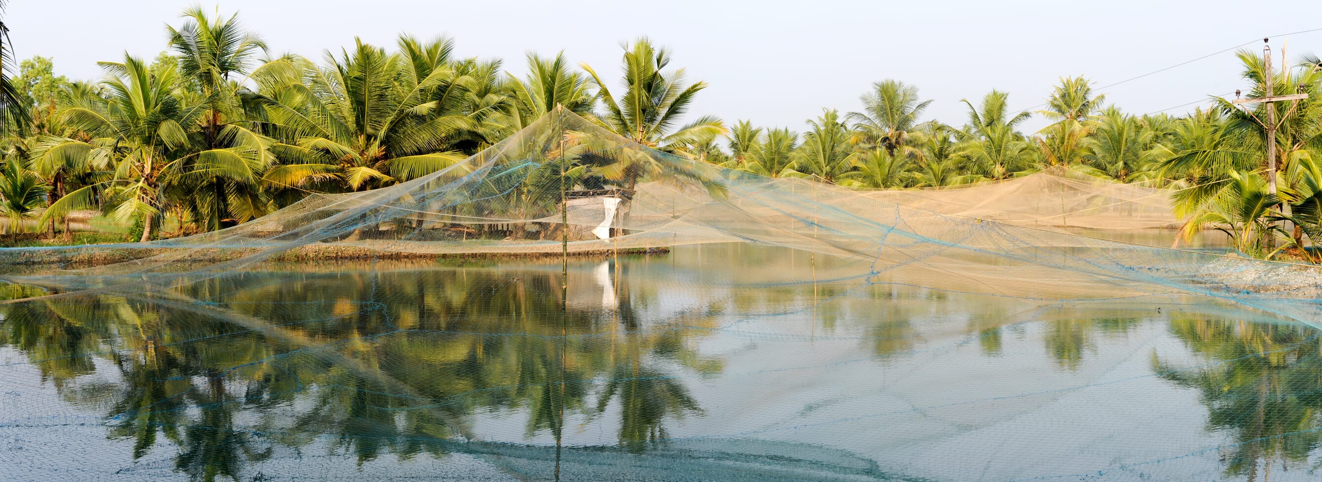 Top 10 tips for shrimp farming – the basics | The Fish Site