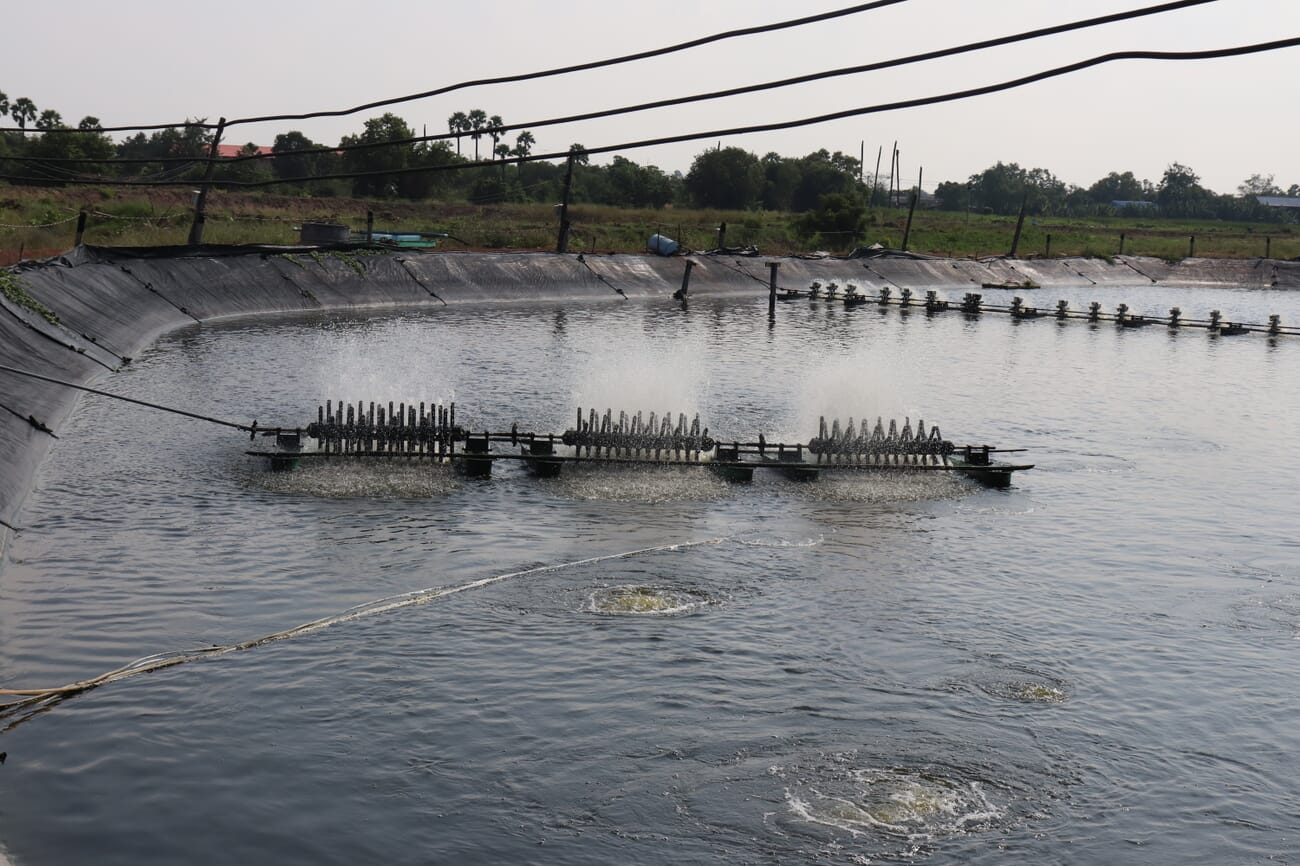 Can probiotics make shrimp farming more environmentally friendly? | The ...