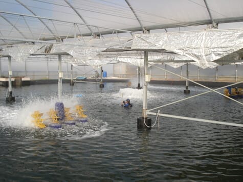 Top tips for setting up a recirculating aquaculture system (RAS) | The ...