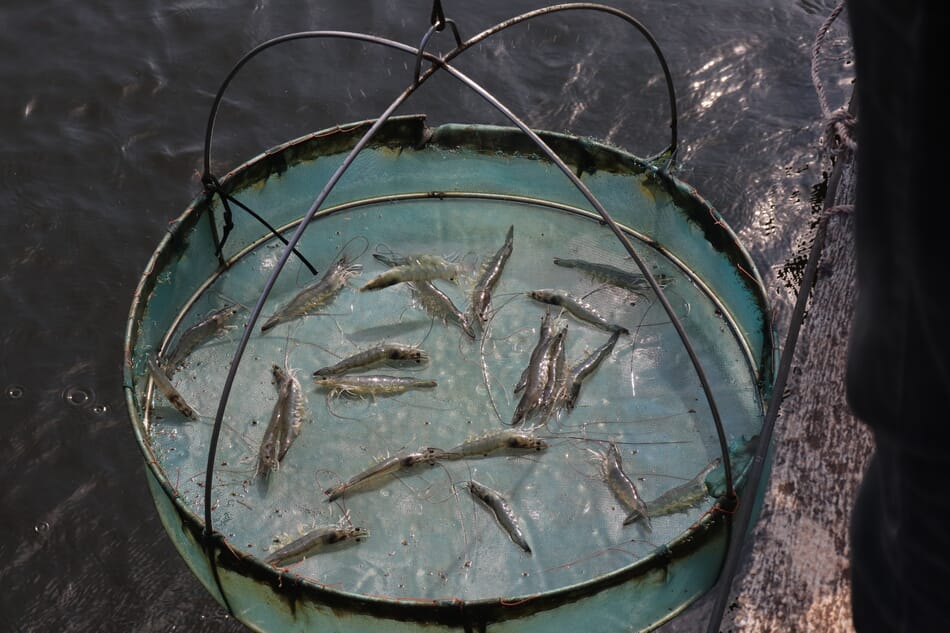 An AI-based aid for intensive shrimp farms | The Fish Site