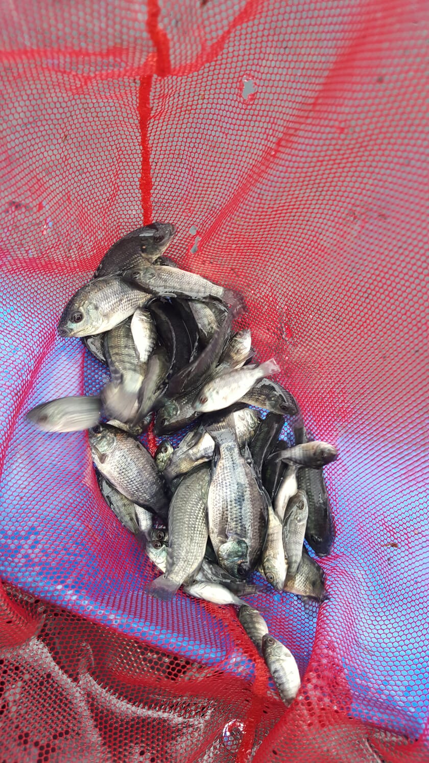 Why fish slaughtering methods must be improved in Brazil | The Fish Site