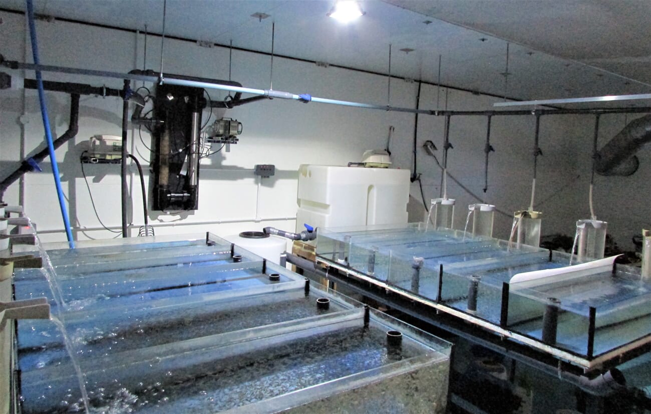 The benefits of bakers’ yeast extend beyond growth promotion | The Fish ...