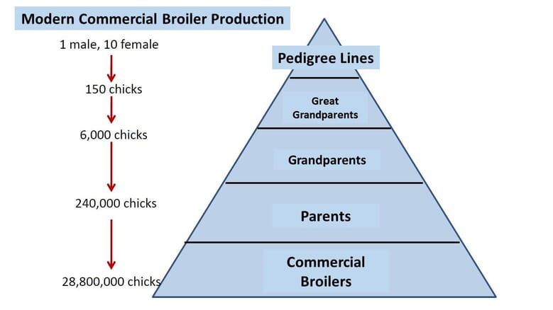 The aquatic chicken: tilapia genetics and their parallels with poultry ...