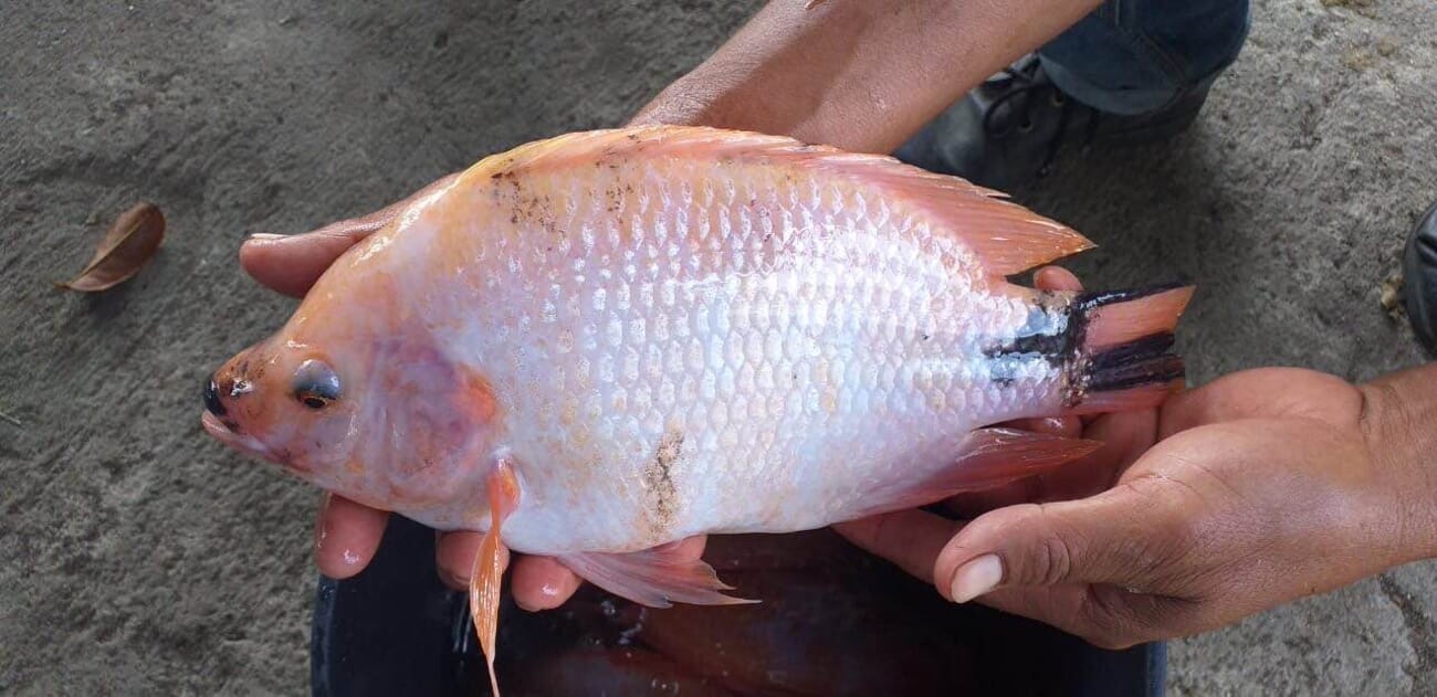 The aquatic chicken: tilapia genetics and their parallels with poultry ...