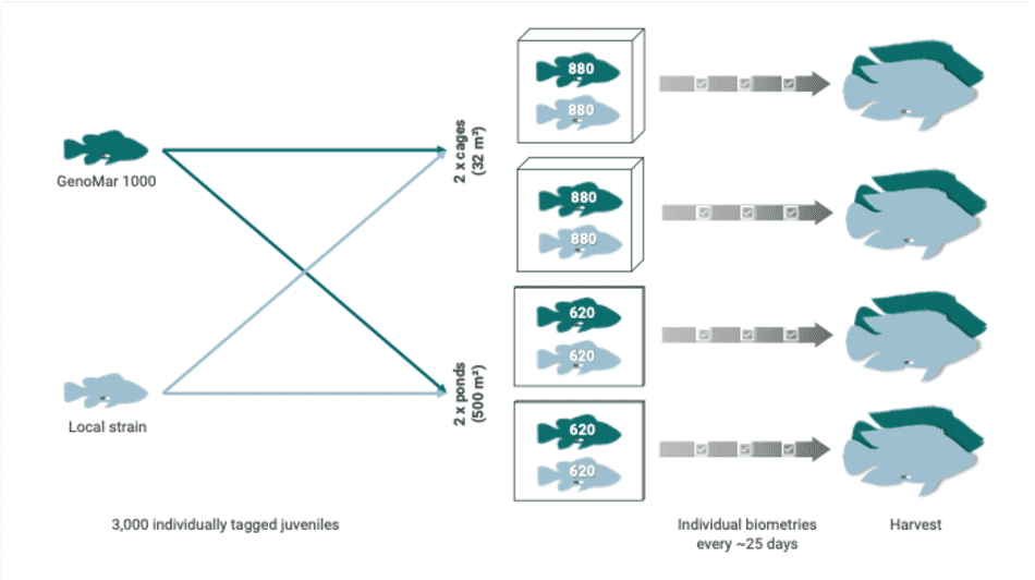 Tilapia genetics: a comparative trial between two strains in Brazil ...