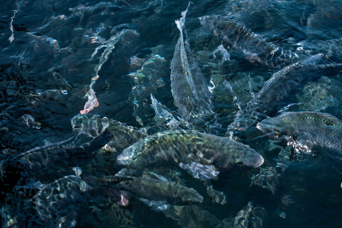 Why small tilapia have a big future in African aquaculture | The Fish Site