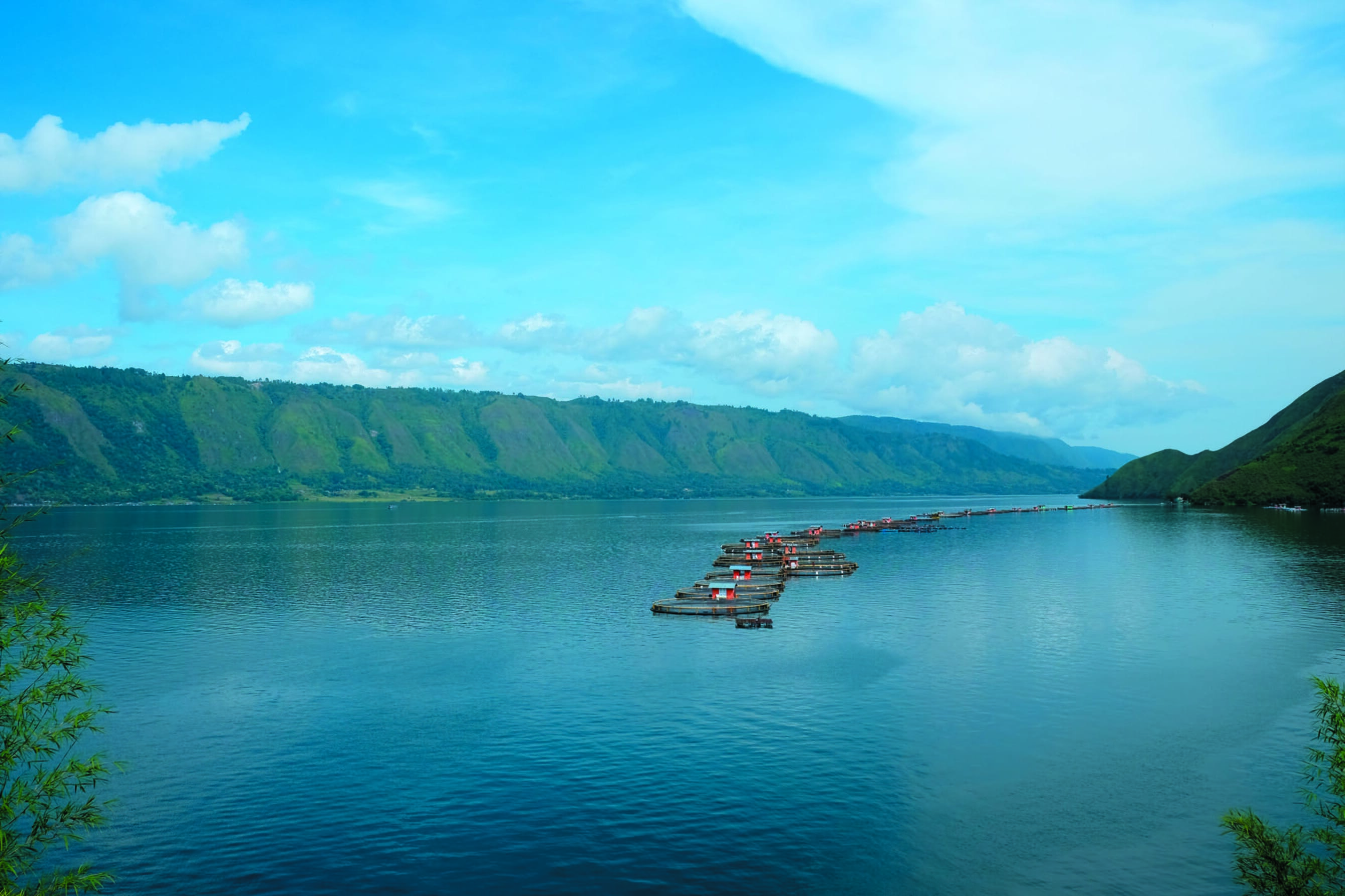 Regal Springs brings in Benchmark to advance tilapia breeding programme ...