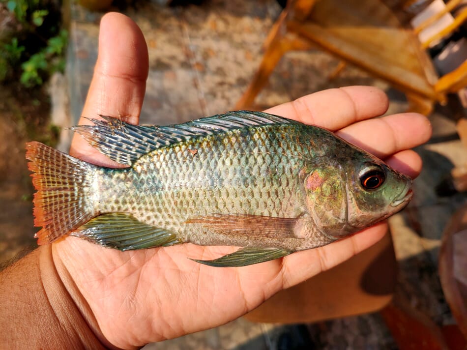 Small but mighty: why bigger isn’t always better when farming tilapia ...