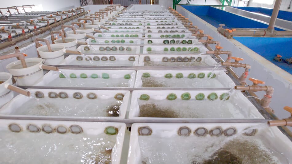 A pivotal moment for genome editing in aquaculture | The Fish Site