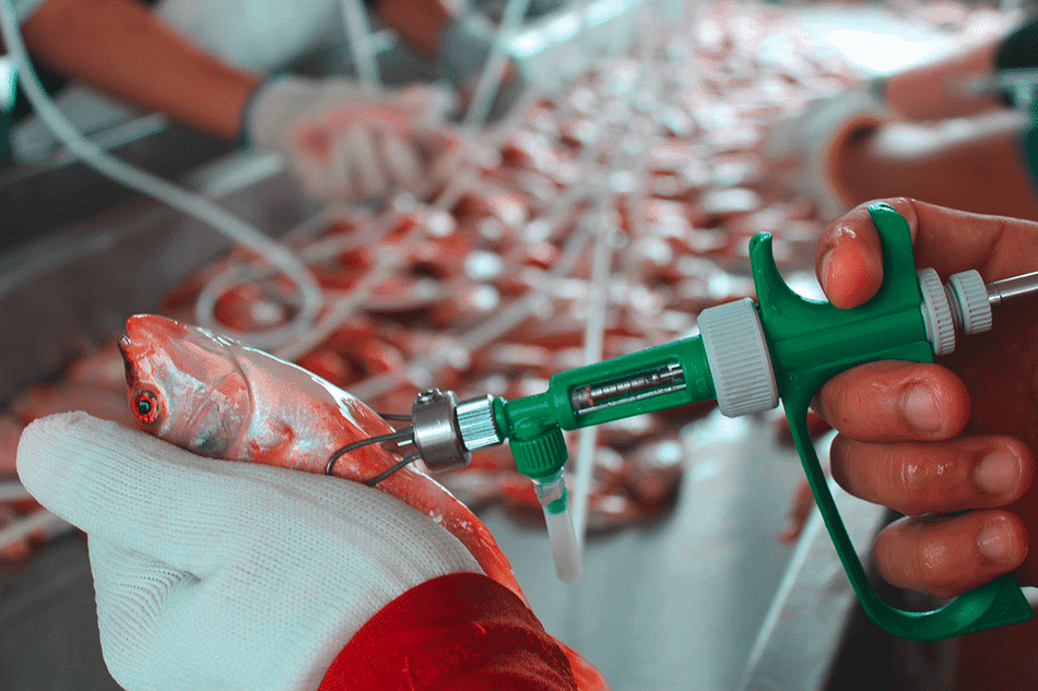 Bringing medical-grade precision to fish vaccination | The Fish Site