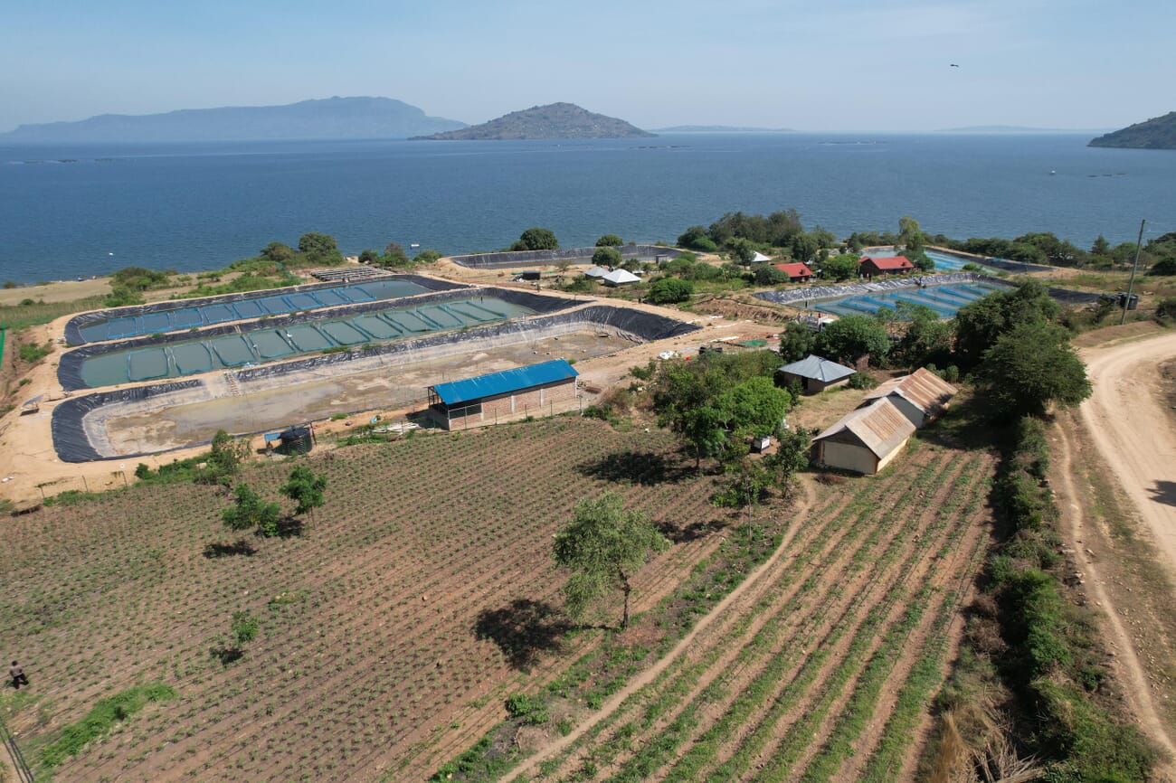How small-scale farmers are helping Kenya’s biggest tilapia business ...