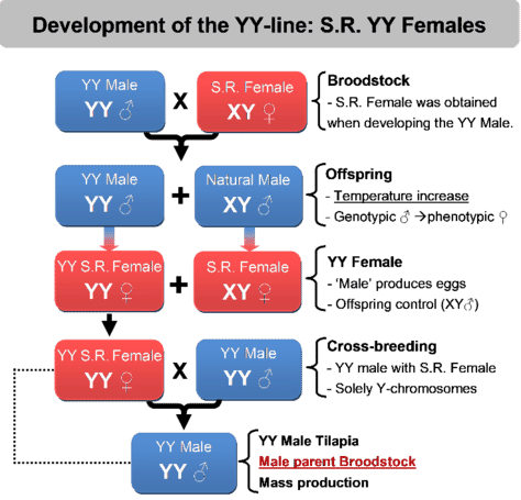 Can natural male tilapia tackle emerging diseases? | The Fish Site