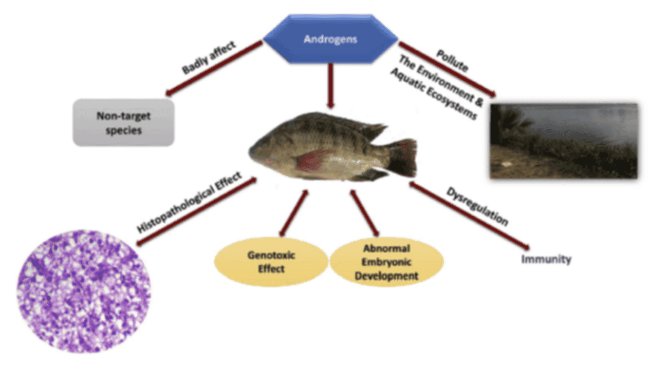 Can natural male tilapia tackle emerging diseases? | The Fish Site