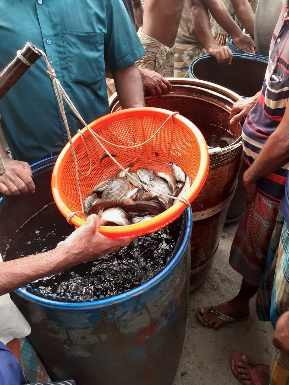 Small but mighty: why bigger isn’t always better when farming tilapia ...