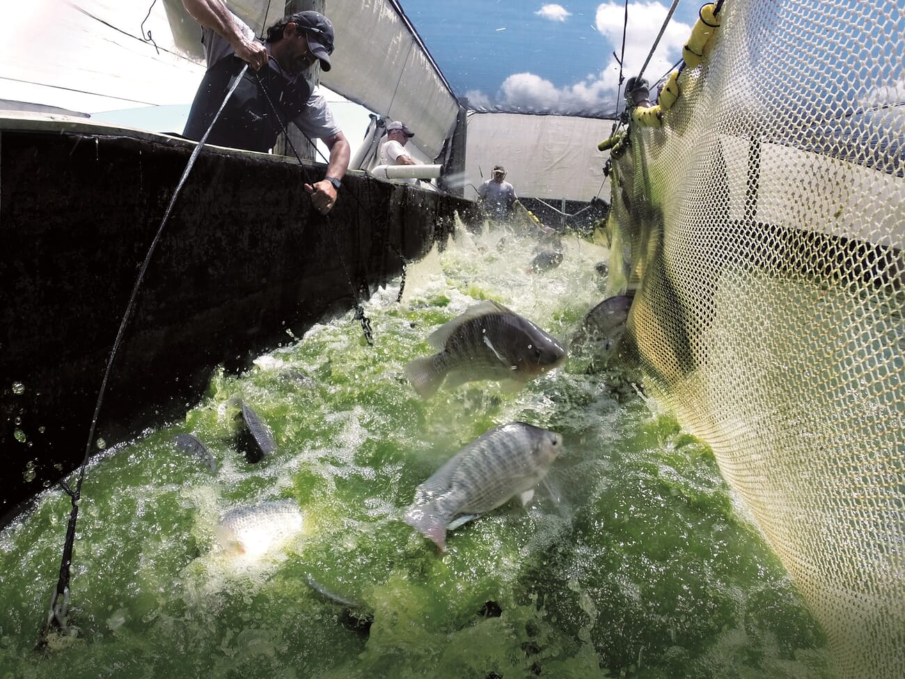 Benchmark announces streptococcus-resistant tilapia breakthrough | The ...