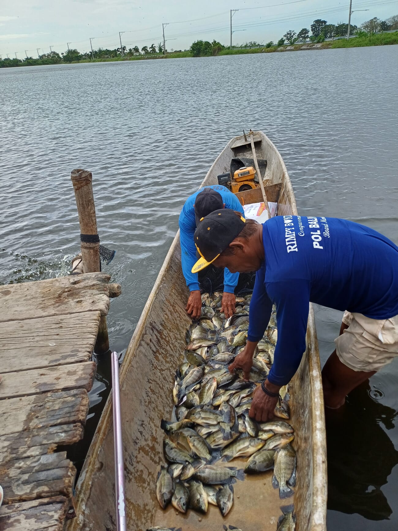 Small but mighty: why bigger isn’t always better when farming tilapia ...