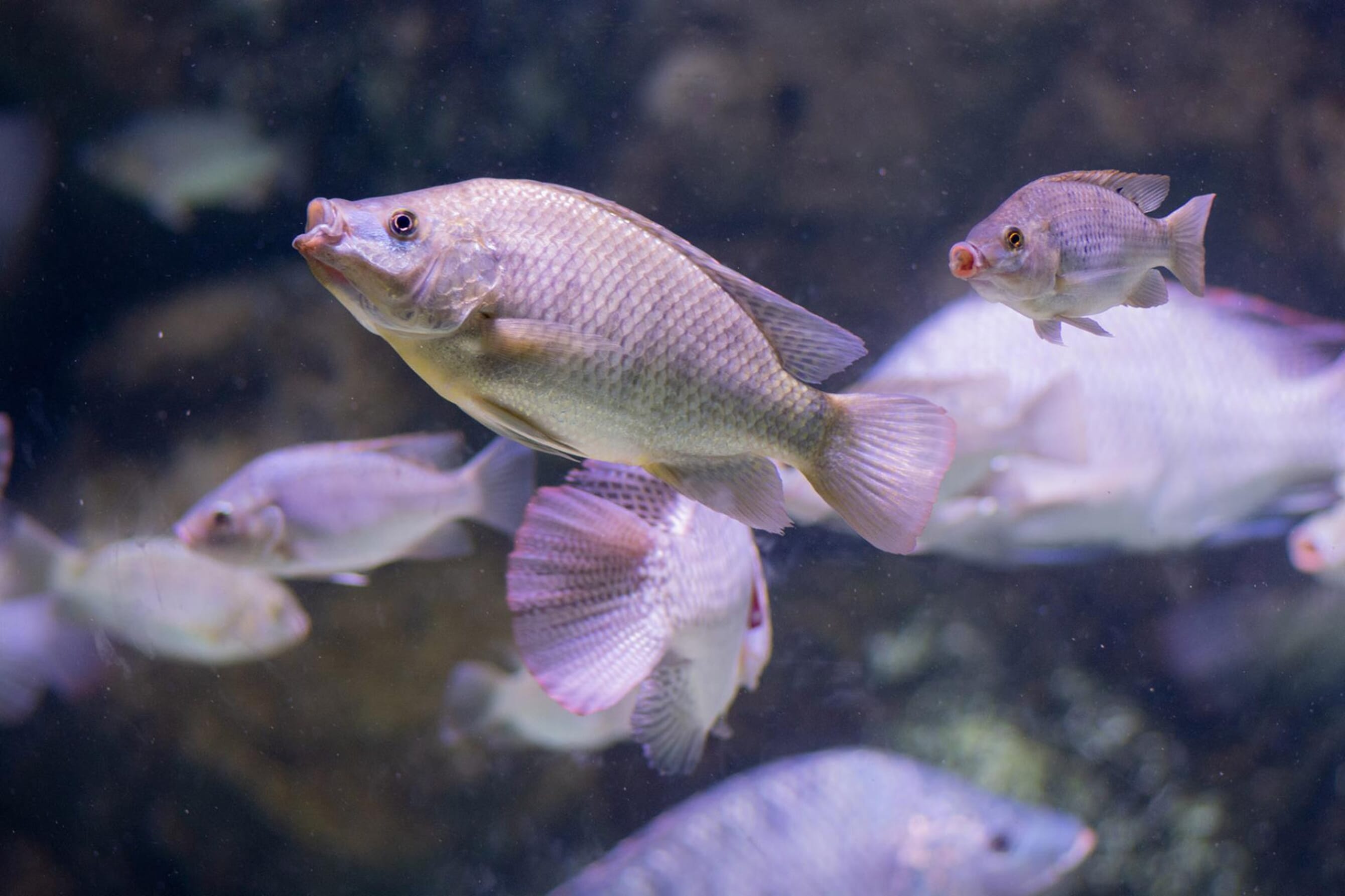 Genome insights unlock GIFT tilapia’s potential for global food ...