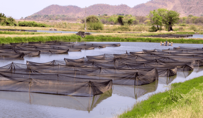 Should tilapia hatcheries bank on earthen ponds or hapas? | The Fish Site