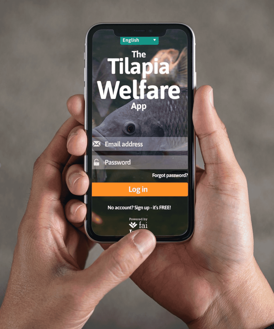 FAI launches world’s first tilapia welfare app | The Fish Site