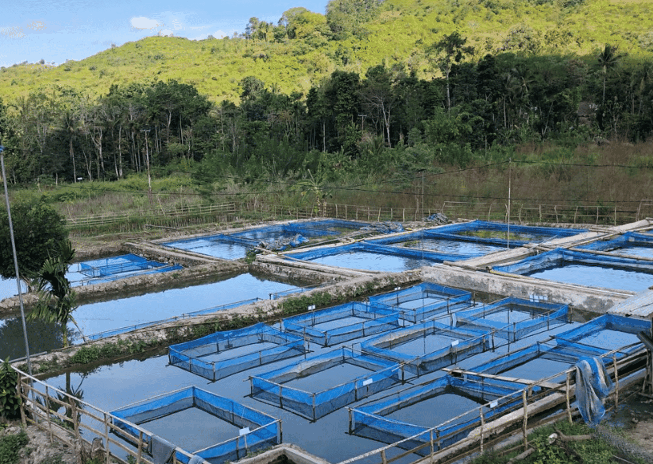Can aquaculture help to alleviate poverty and malnutrition in Timor-Leste? | The Fish Site