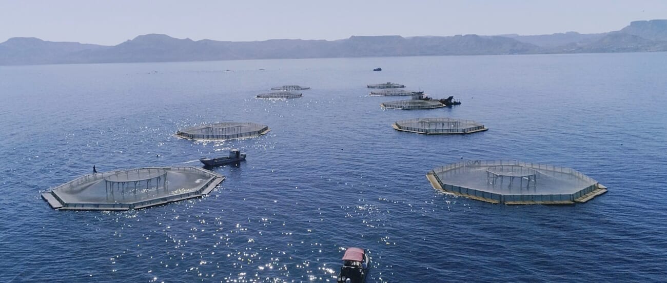 Deciding the future of Mexico’s Totoaba farms | The Fish Site