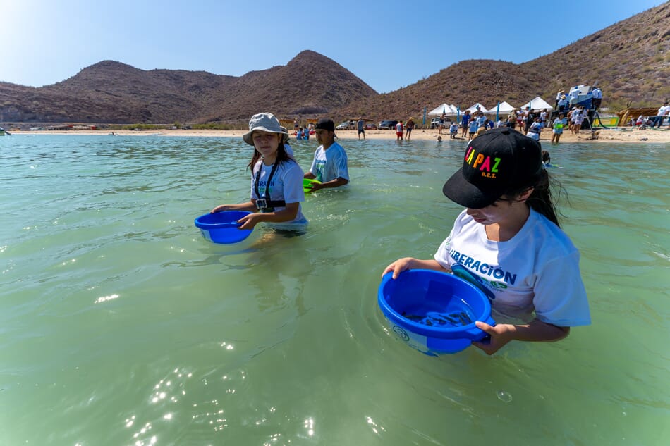 Earth Ocean Farms releases seventh batch of threatened Totoaba | The ...
