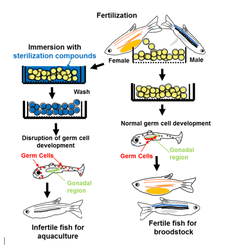 What’s the smartest way to sterilise your stock? | The Fish Site