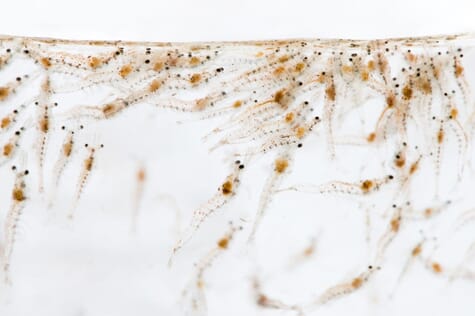 Prima Larvae Bali teams up with CAT over shrimp breeding programme ...