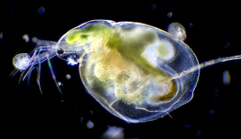 Could water fleas remediate aquaculture effluent and provide fish ...