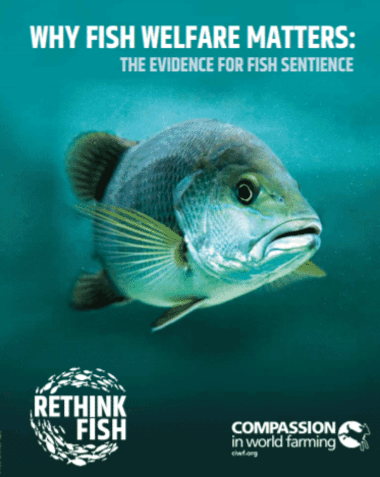 Pushing fish welfare up the aquaculture agenda | The Fish Site