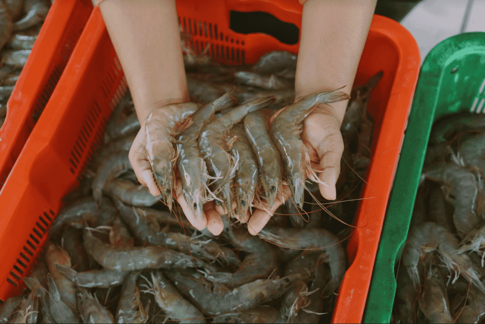 Women in Aquaculture – Cynthia Darmawan | The Fish Site