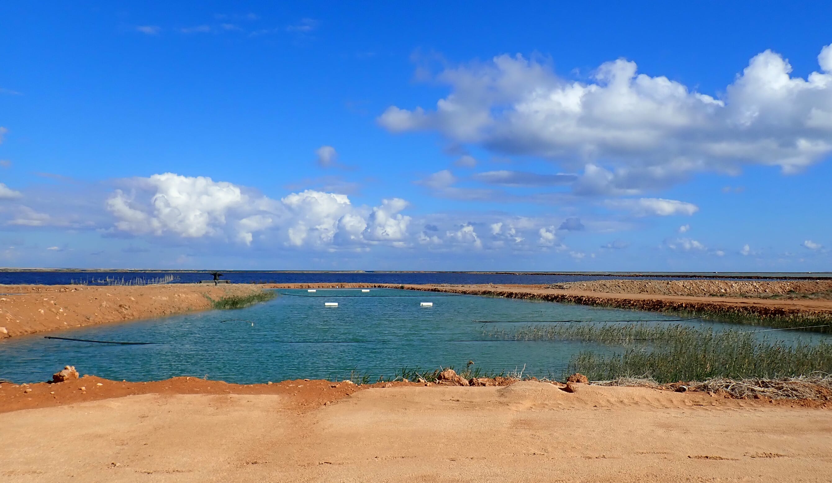 The lady who’s looking to help Libya fulfil its true aquaculture ...