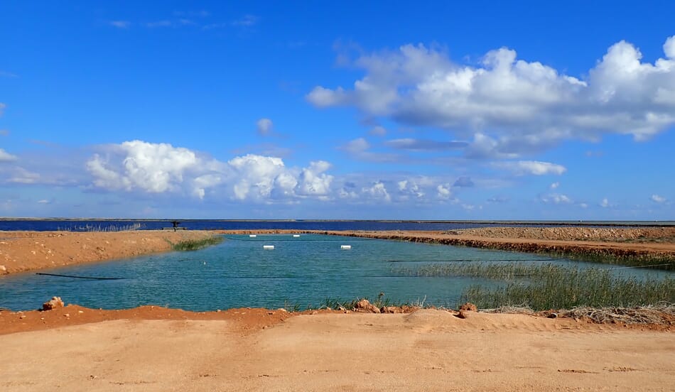 The lady who’s looking to help Libya fulfil its true aquaculture ...