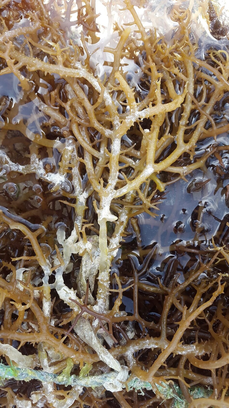 Women in aquaculture: Dr Flower Msuya | The Fish Site