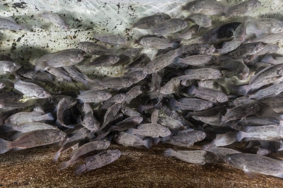 Women in aquaculture: Kyra Hoevenaars | The Fish Site