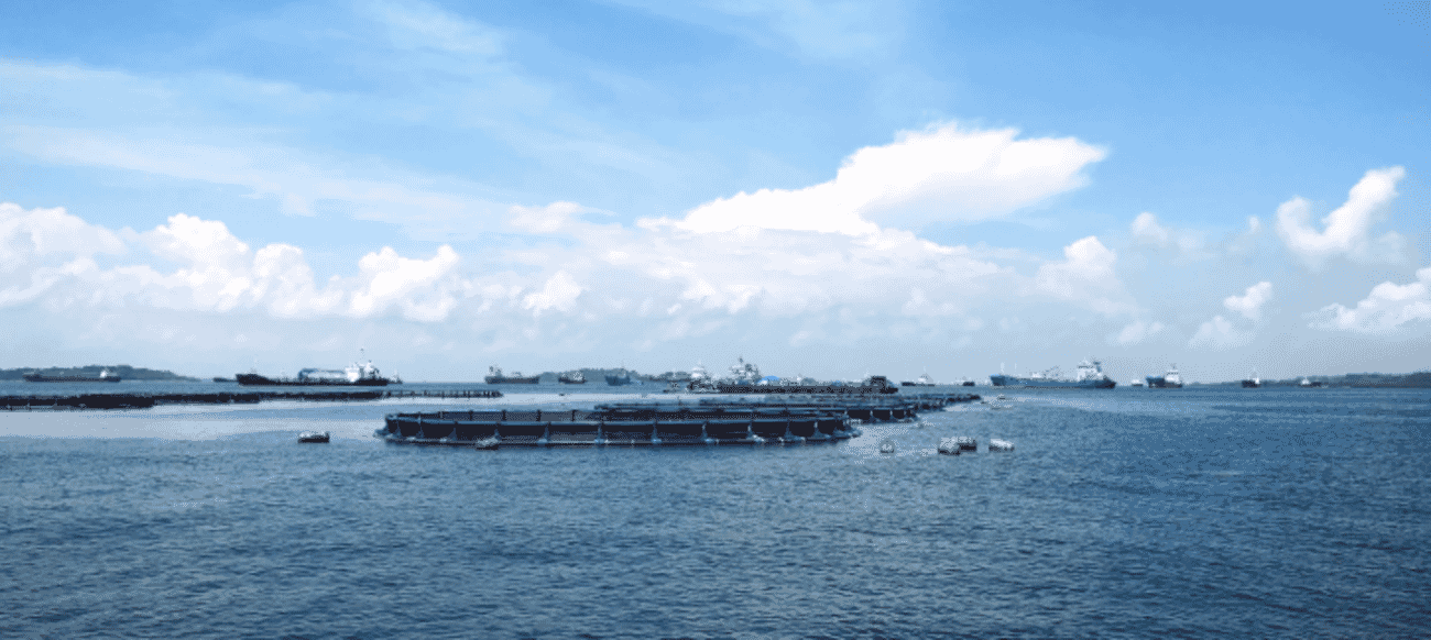 Women in aquaculture: Marie Tan | The Fish Site