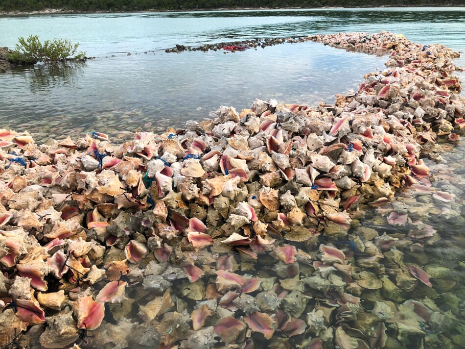 Women in Aquaculture: Dr Megan Davis | The Fish Site