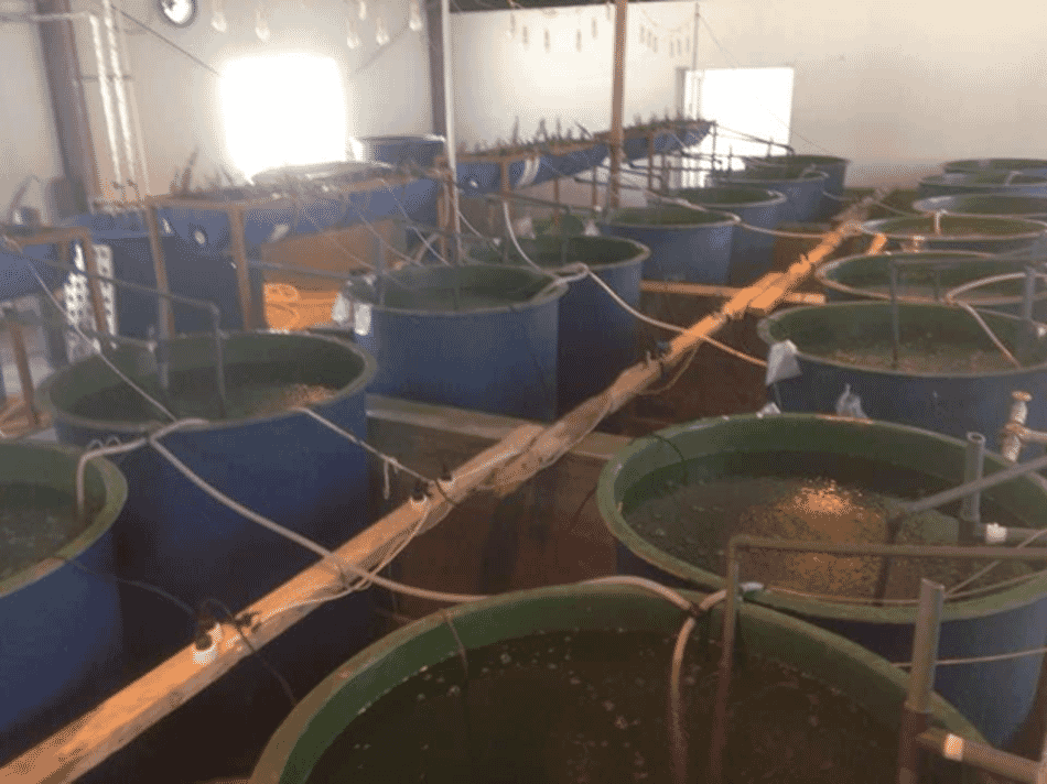 Women in aquaculture: Yasmin Abdullah | The Fish Site