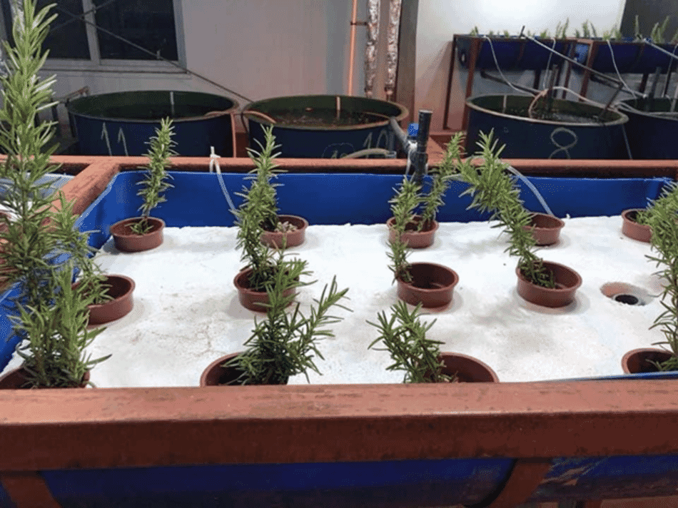 Women in aquaculture: Yasmin Abdullah | The Fish Site