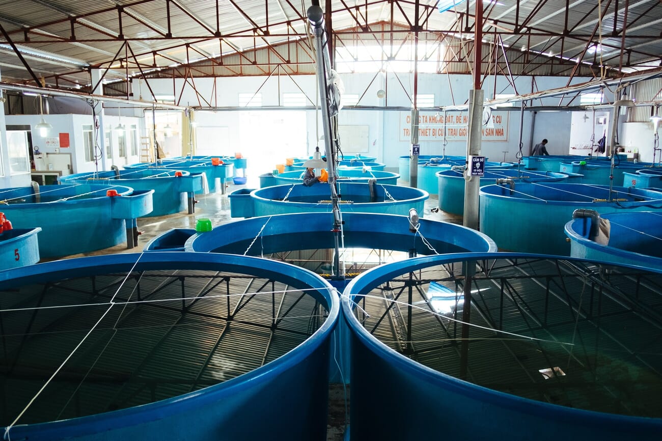 Australis “on path” for 50,000 tonne barramundi target | The Fish Site