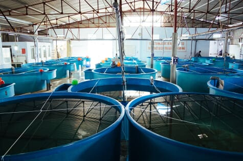 Australis “on path” for 50,000 tonne barramundi target | The Fish Site